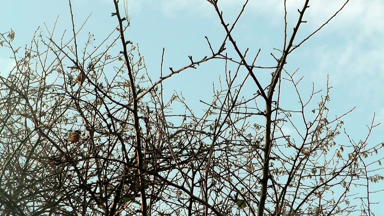 Hope Is The Thing With Feathers - By Emily Dickinson - Read by James ...