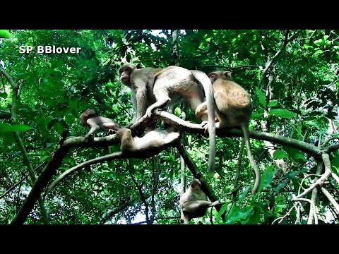 Amazing Thin Baby Monkey Amara Can Play Friend On Tree - YouTube