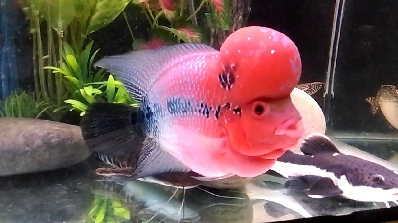 My Flowerhorn tank mates ornate bichir, redtailed catfish, shovelnose ...