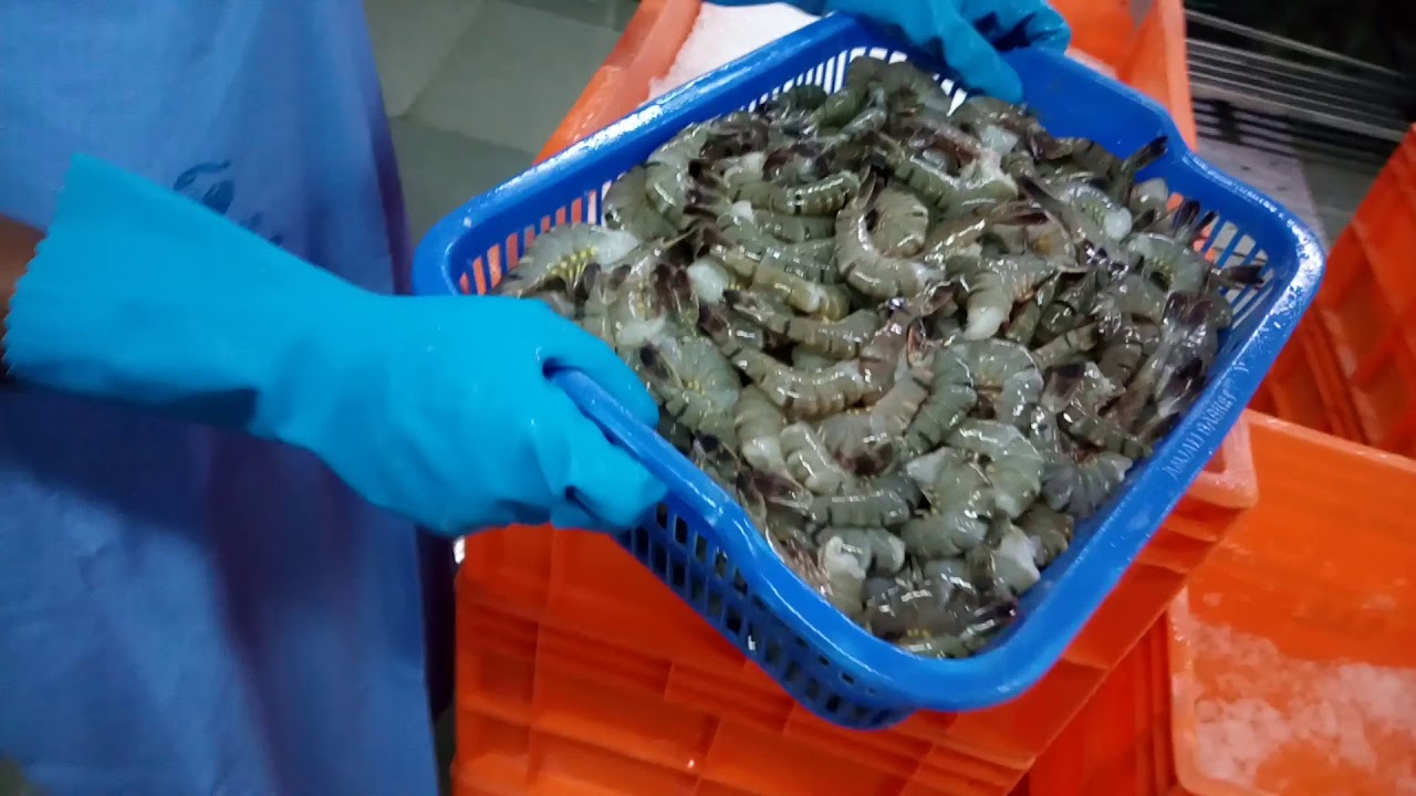S.A.Exports sea food processing . - YouTube