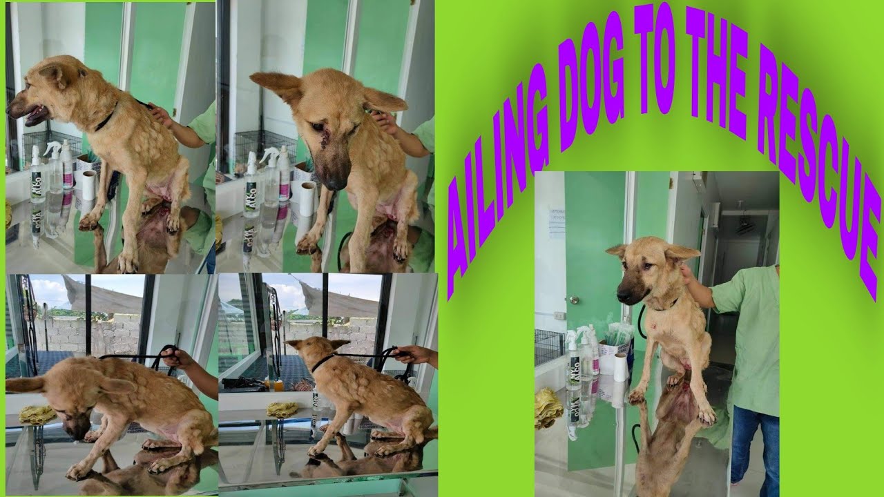 AILING DOG TO THE RESCUE - YouTube