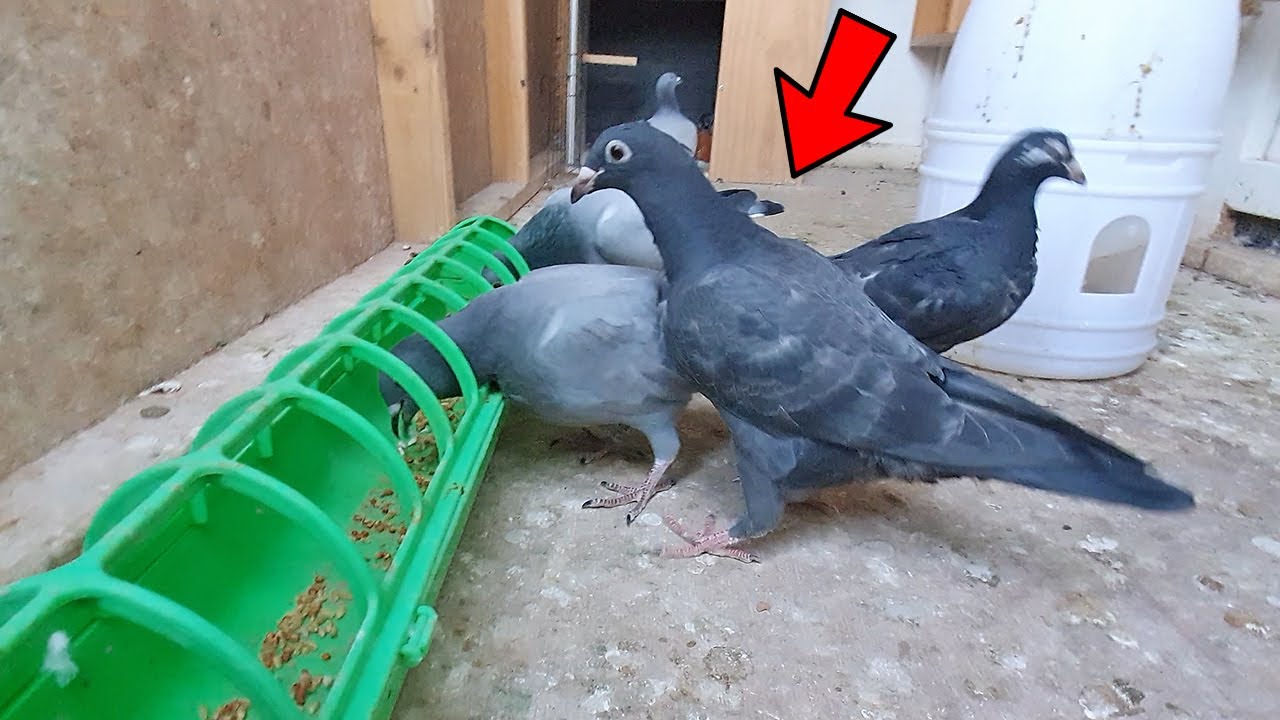 Black Pigeons Looking Good & Breeding Update - YouTube