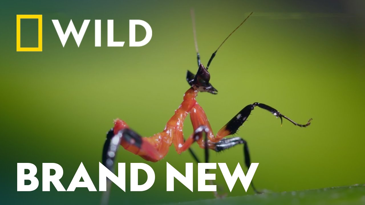 The Secret Superpowers of Animals | Wild, Smart and Deadly | National ...