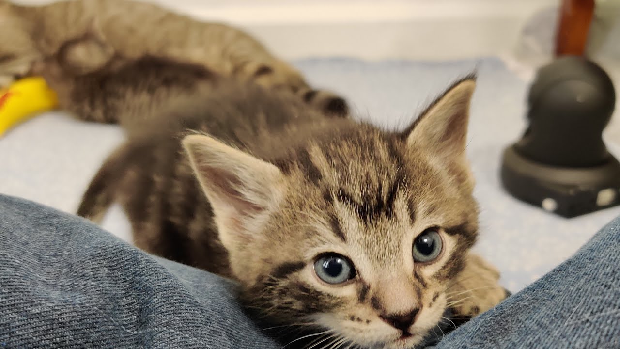 Yet Another Kitten Stream 2021-02-18 - YouTube