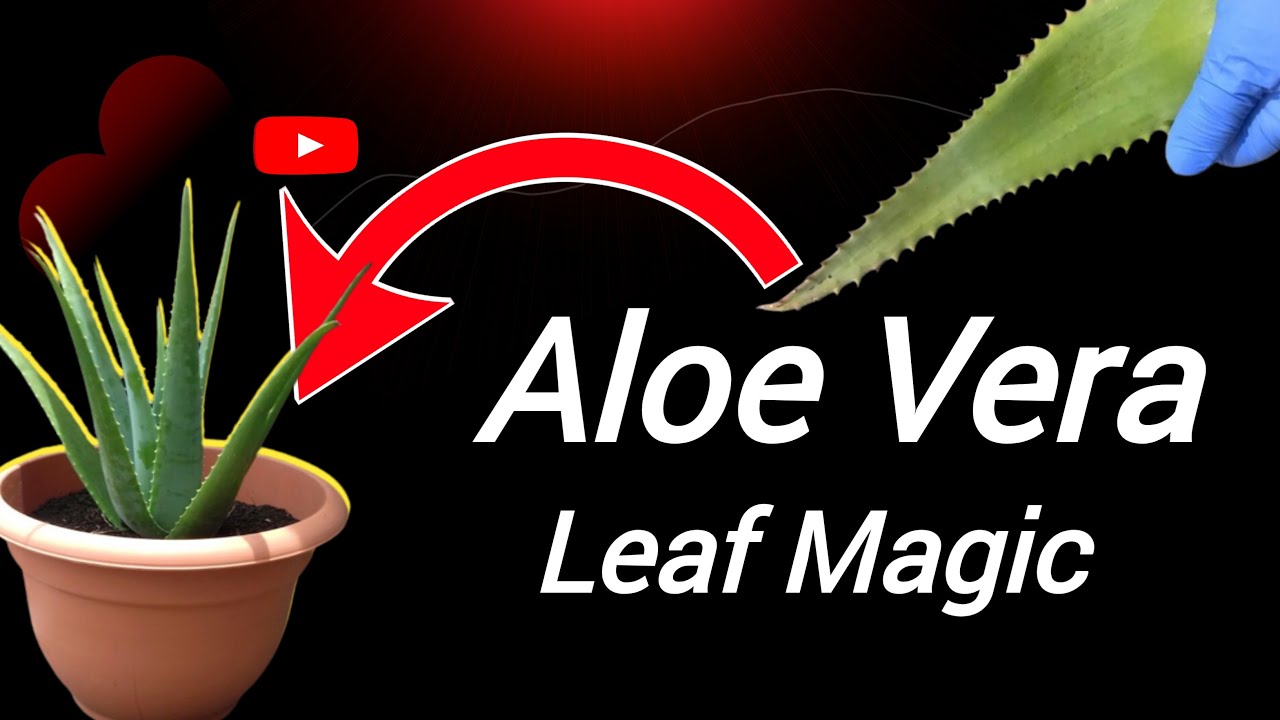 How To Grow Aloe Vera Plant From Leaf Grow Aloe From A Leaf Youtube
