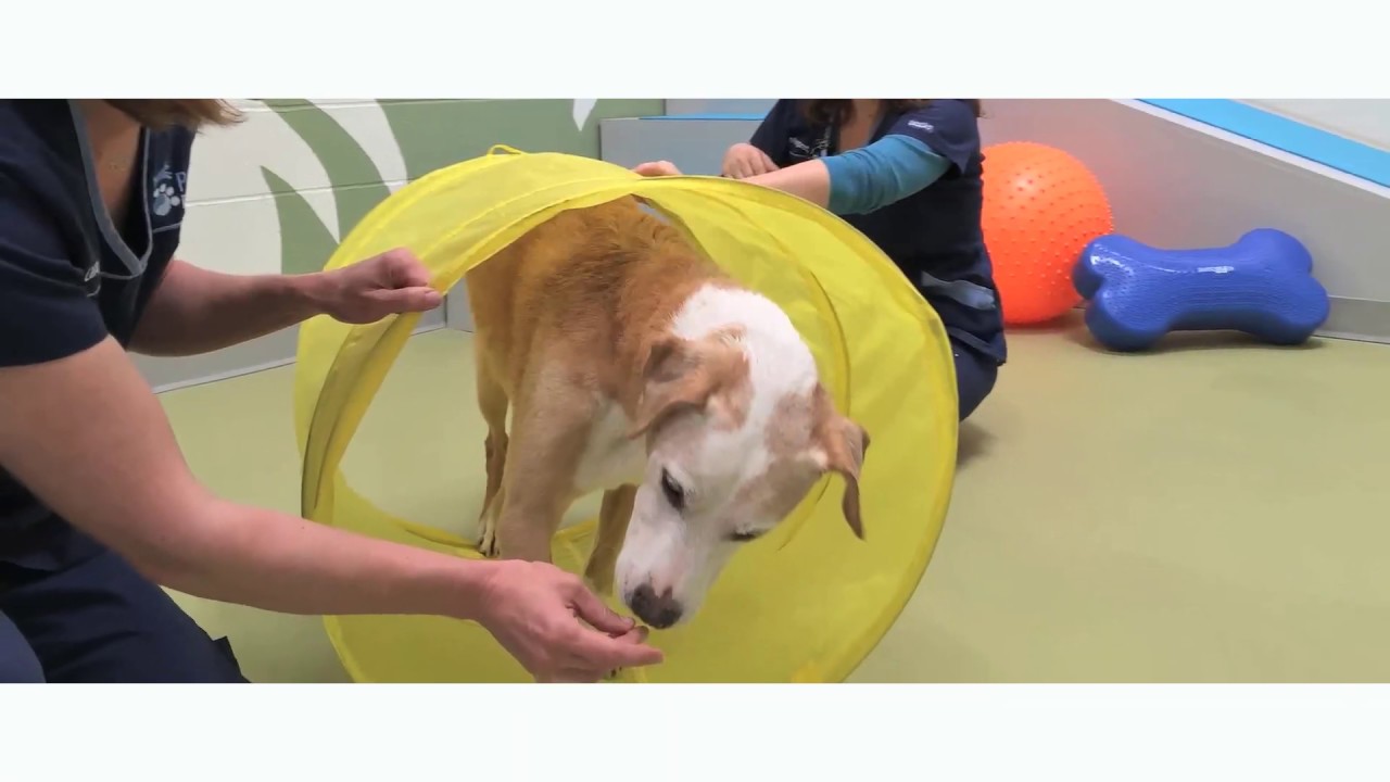 PAW REHAB Veterinary Physical Rehabilitation Facility - YouTube