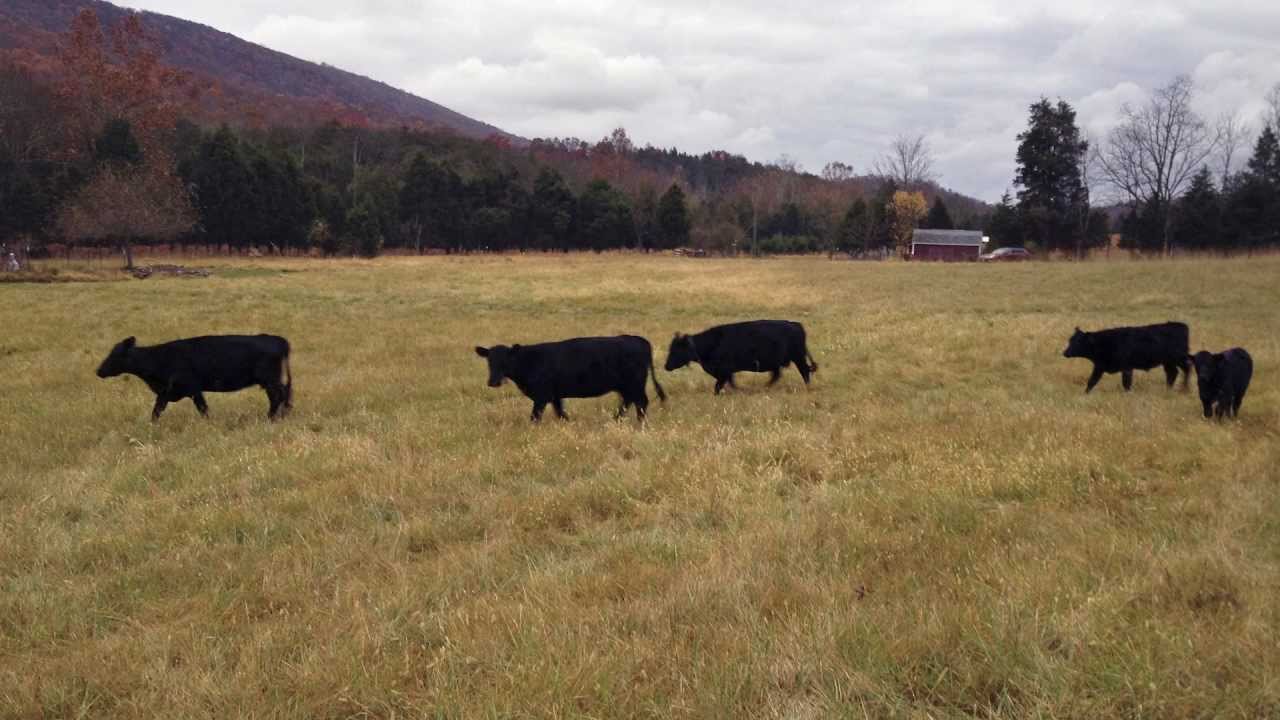 Escaped Cows Graze Hidden Hollows' Meadows! - YouTube