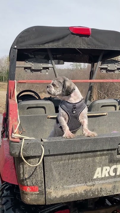 My wet adventure doggo Charlie is happy riding in the back of my ATV - YouTube