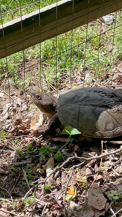 Another Snapping Turtle 🐢 #nature #turtle #turtlewatching # ...