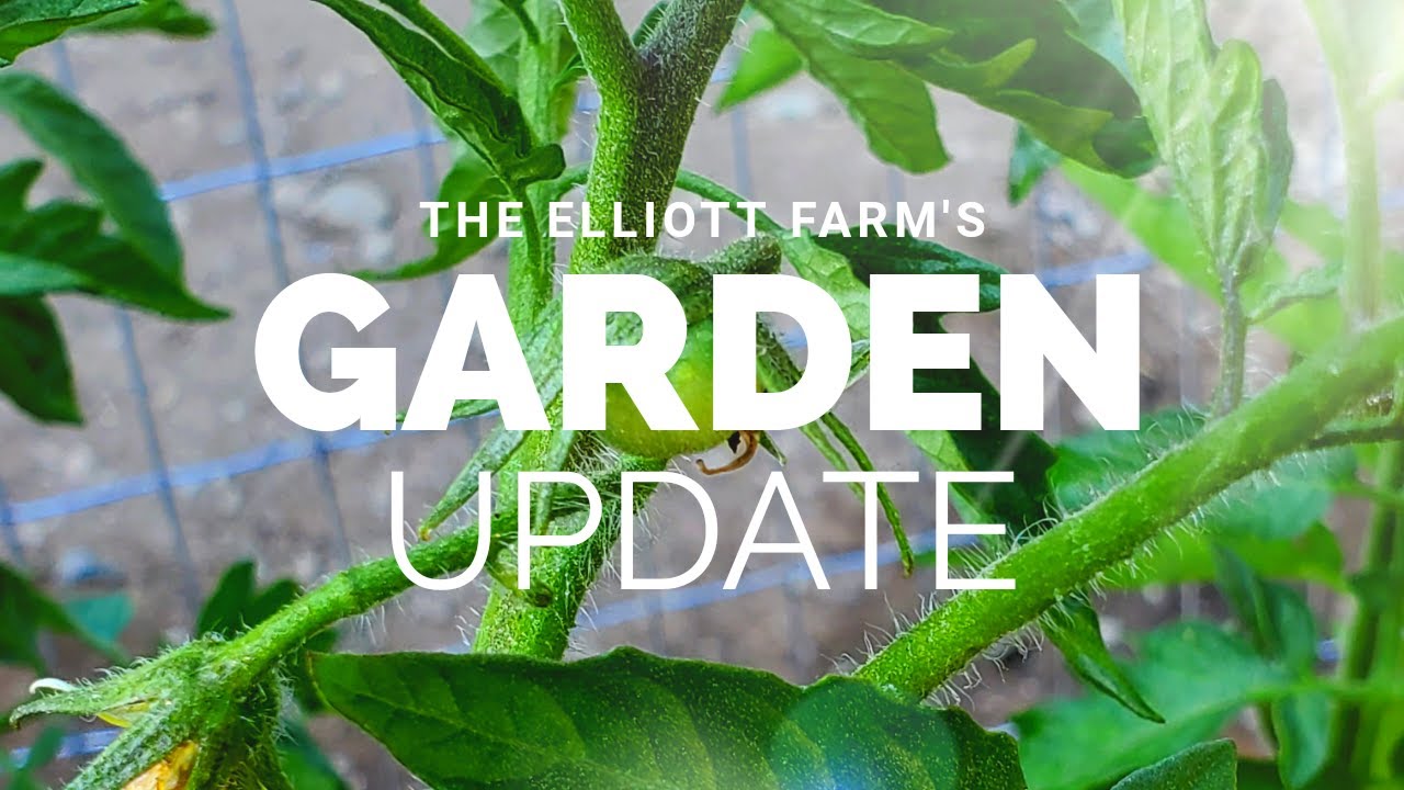 Garden Update // The Elliott Farm // What's Growing?? - YouTube