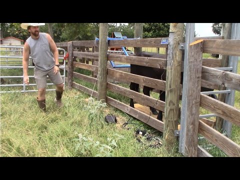 A&A cattle scale, Home-made Alley Gate, and Alley Drop-Gate (raw video ...