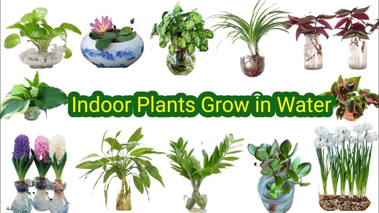 Best Indoor plants that can grow in water||Plants no need soil to grow ...