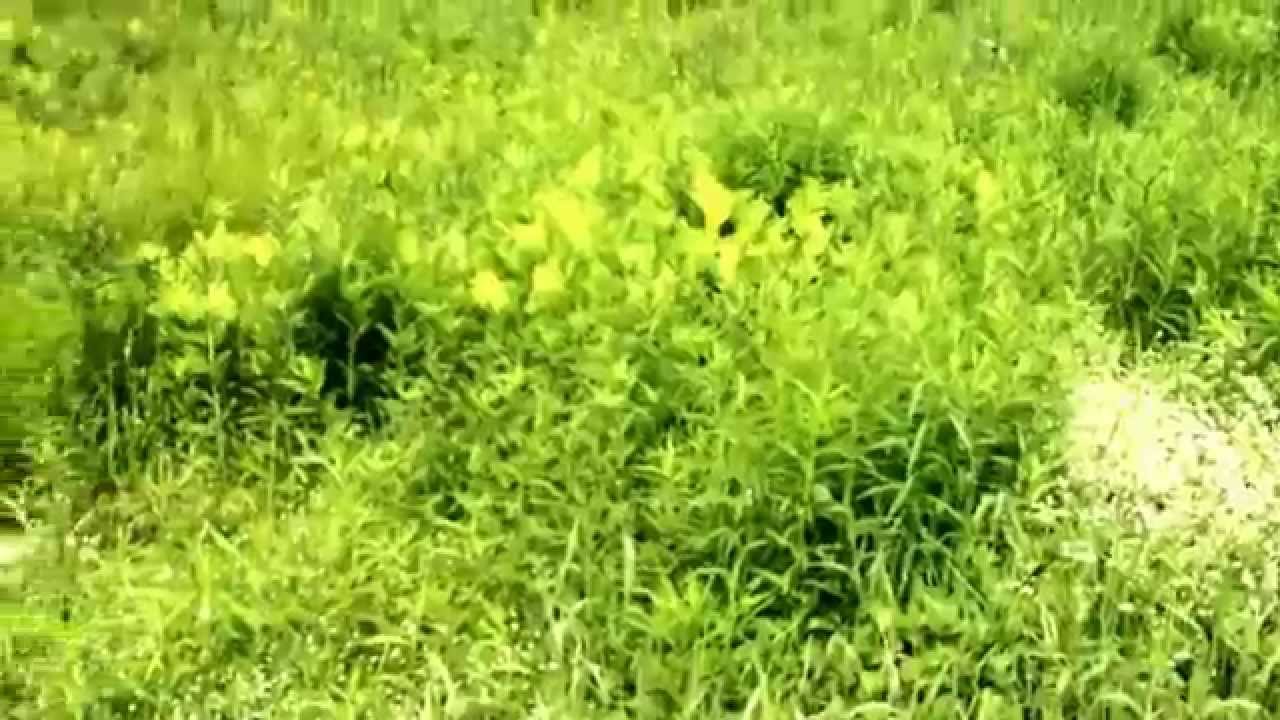 Peppermint Field - YouTube