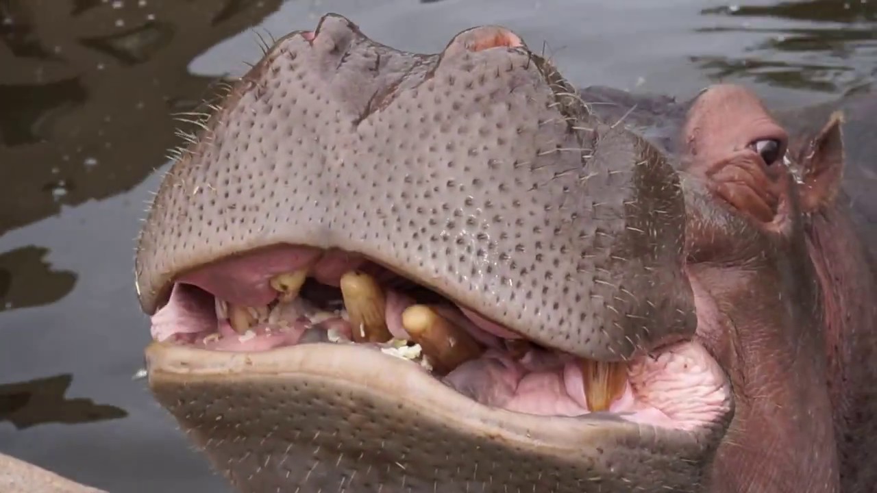 Feeding Hippo up close in Asahikawa Zoo Hokkaido Japan - YouTube
