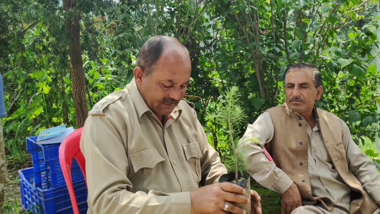 Basic rules of deodar/devdar plantation - YouTube
