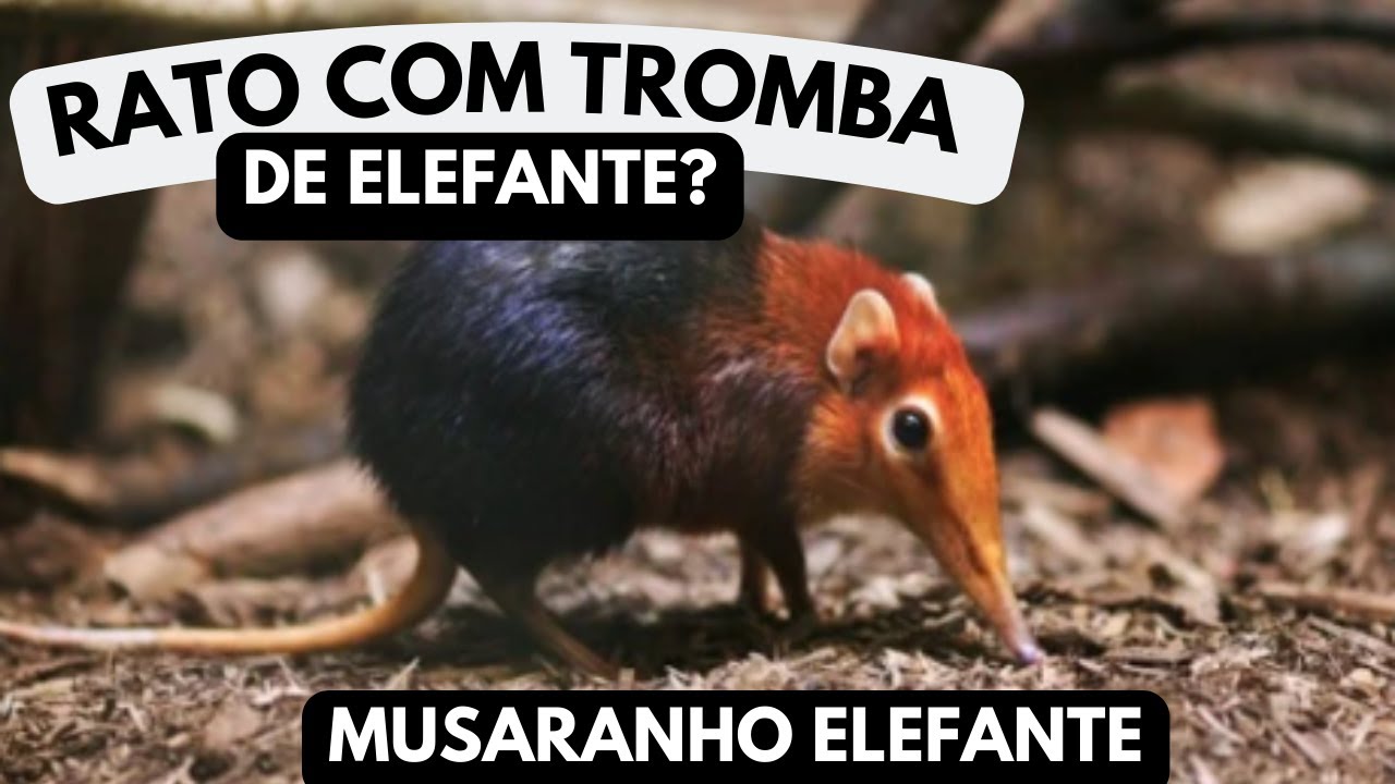 Rato com tromba de Elefante? Que animal é esse?#curiosidades #musaranho ...