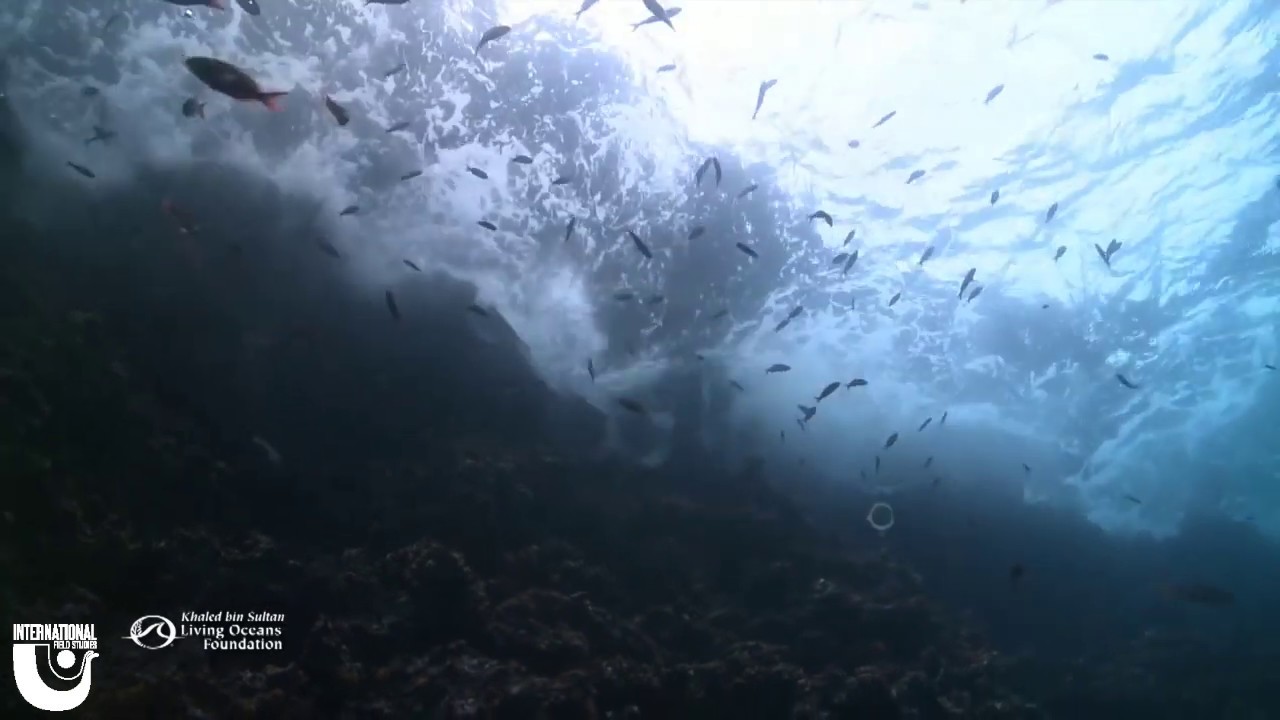The Tongue of the Ocean and Andros Barrier Reef - YouTube