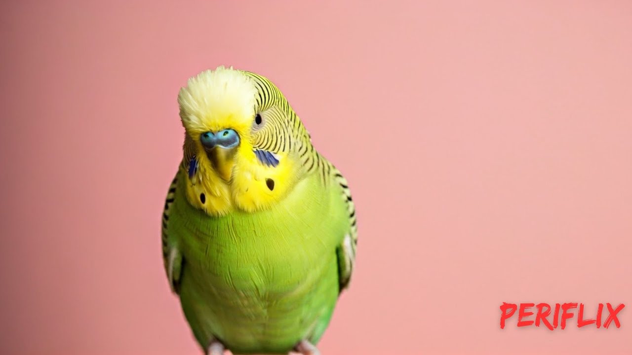 Parakeet sounds to relieve stress and relax - YouTube