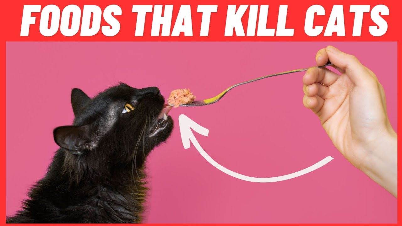 6 Foods That Can Kill Your Cat Within Minutes 😱 - YouTube