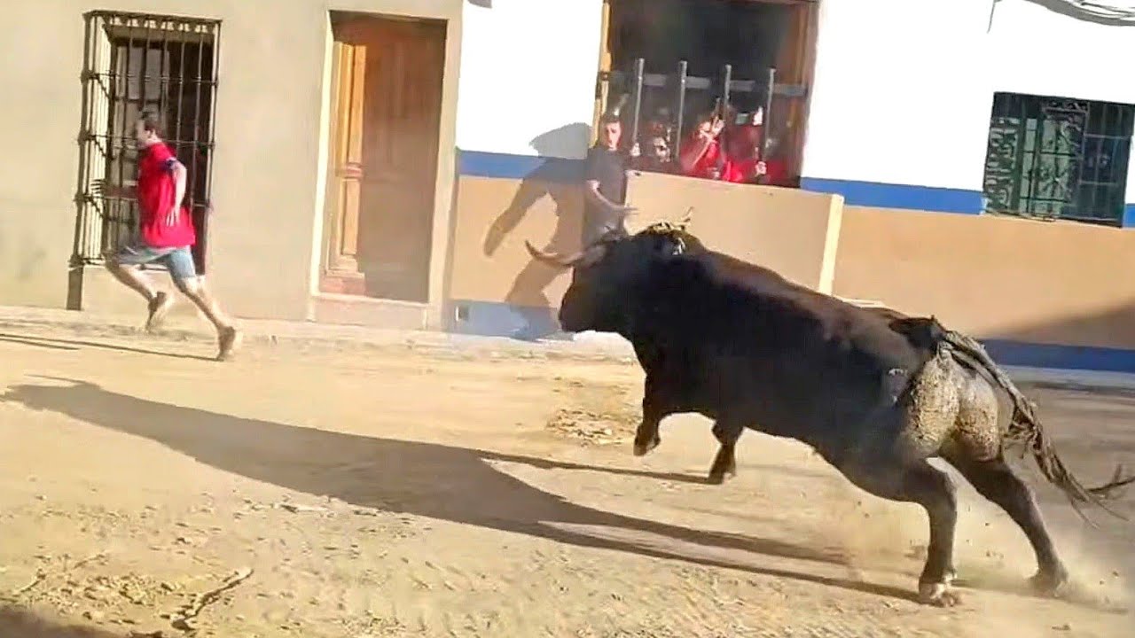 CORRE, QUE TE ALCANZA! El toro más veloz del pueblo detrás de un ...