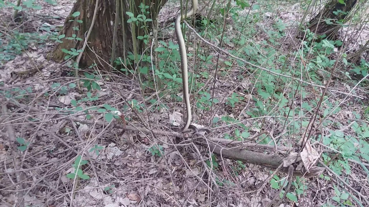 Zlatibor zmija smuk oko 2m - YouTube