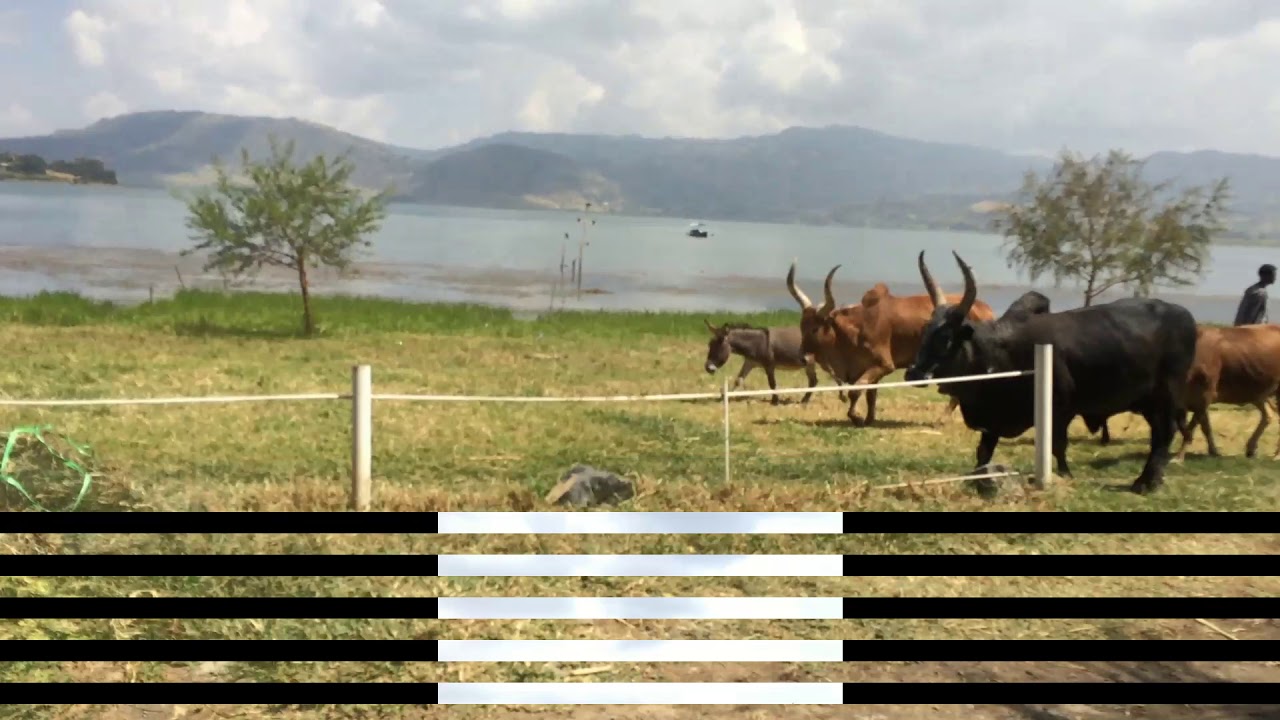 Trip to Lake Hayk Ethiopia - YouTube