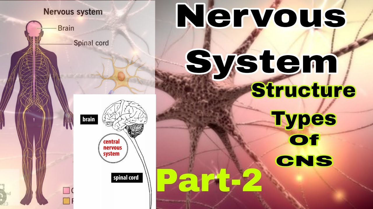Types Of CNS ( Part-2) ll Brain & Spinal cord Types and Full Details ...