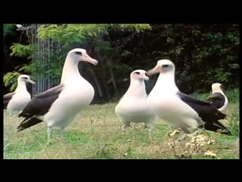 Gooney Birds dancing - Albatross ballet ! - YouTube