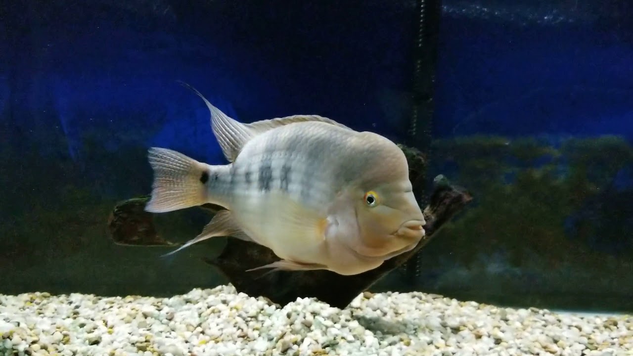 Amphilophus Citrinellus , Gold Barred midas cichlid - YouTube