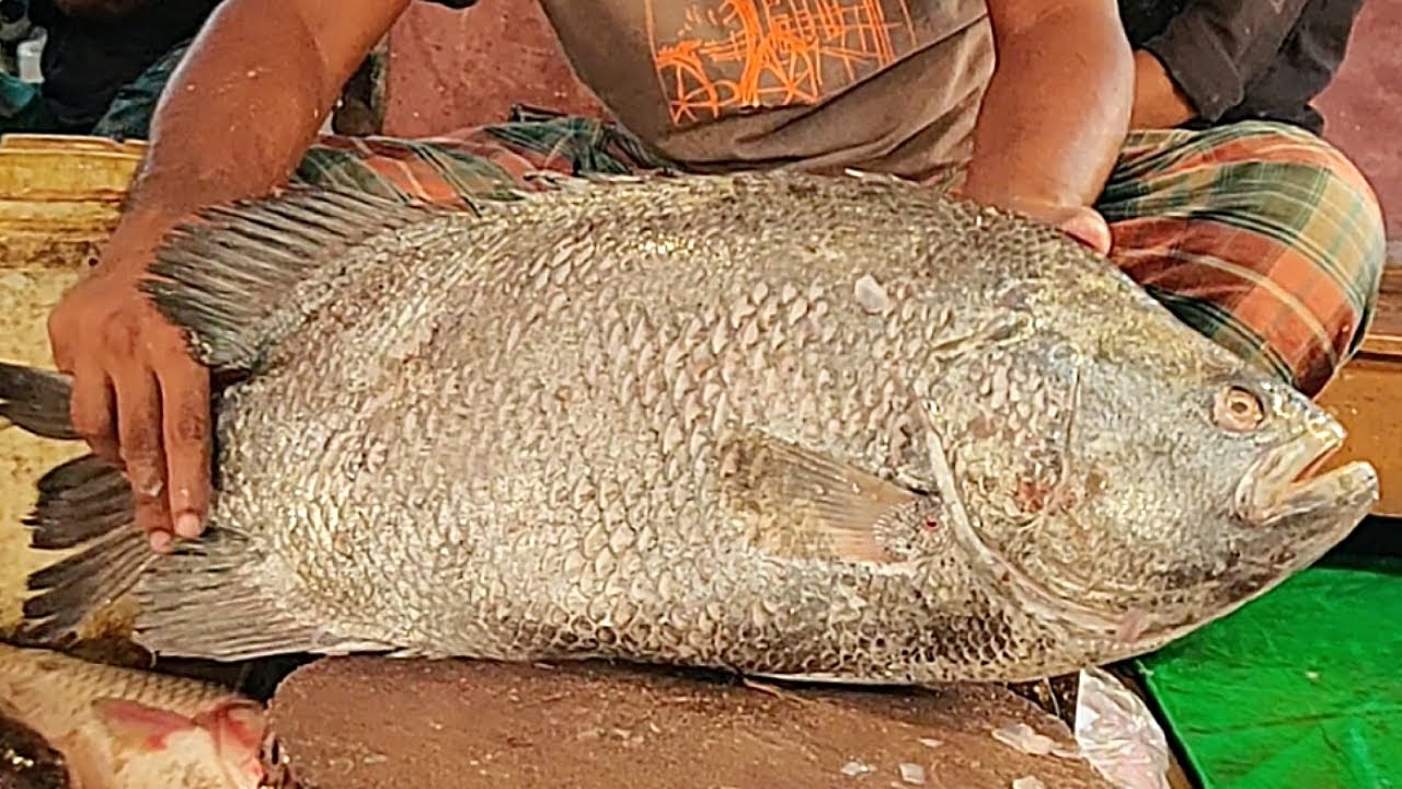 Huge Tripletail Fish Cutting Skills Live In Fish Market - Fish Cutting ...