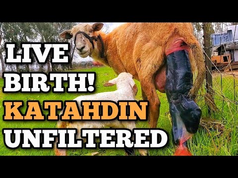 Lambing Process Up Close and Personal | Katahdin Hair Sheep - YouTube