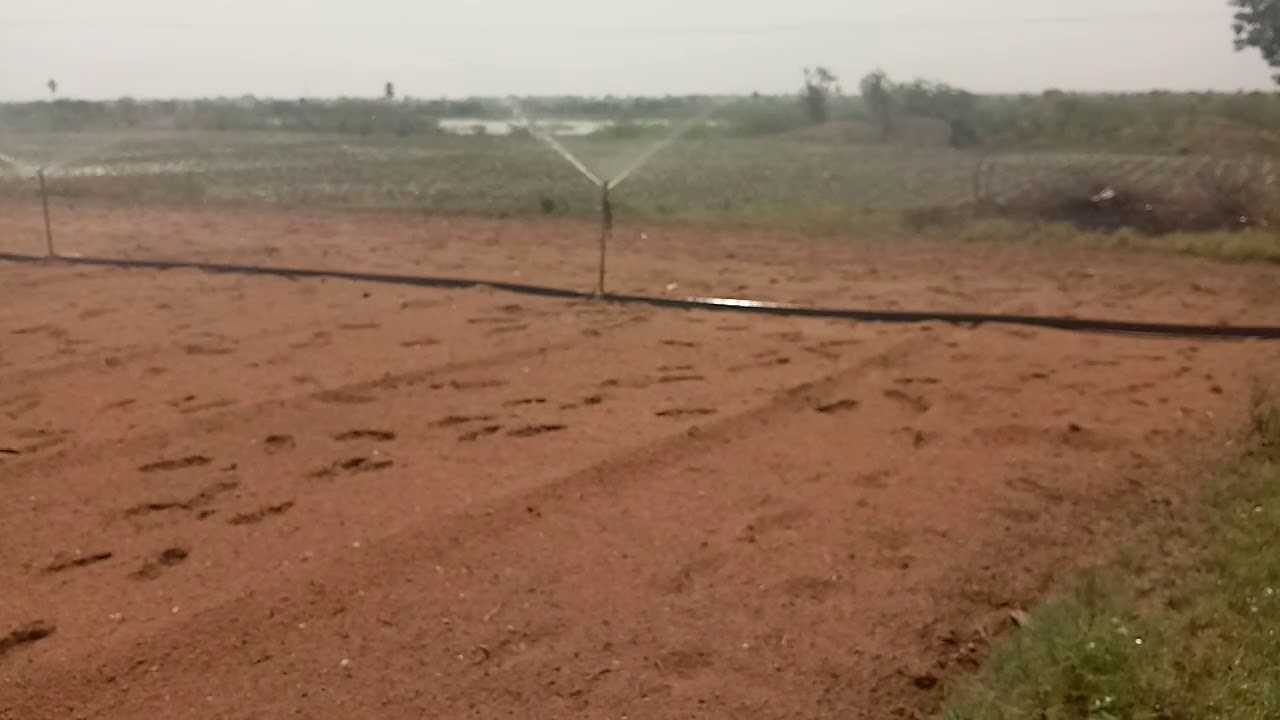 Sprinkler system of irrigation for groundnut field - YouTube