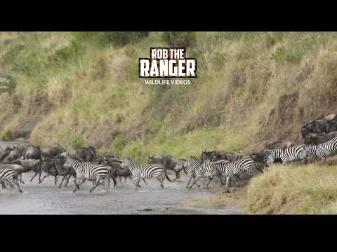 Massive Sand River Crossing - Great Migration - Maasai Mara Safari | Zebra Plains