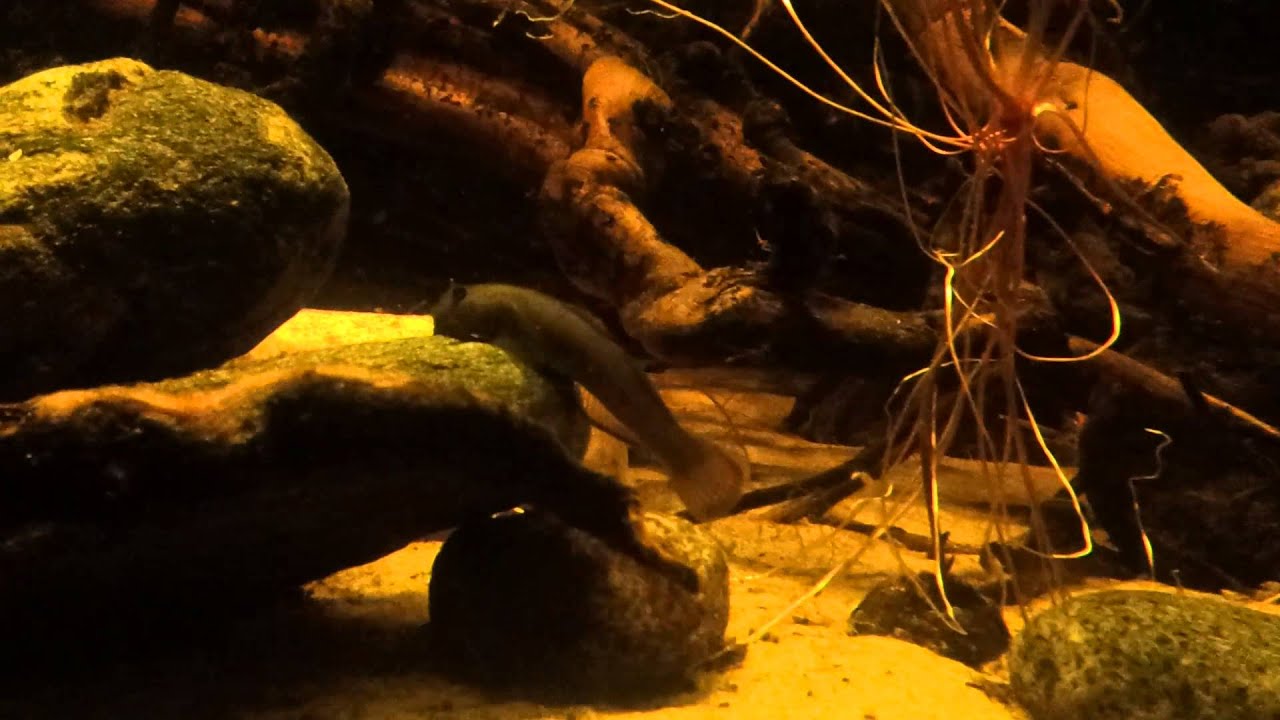 Sicyopterus sp. I - YouTube