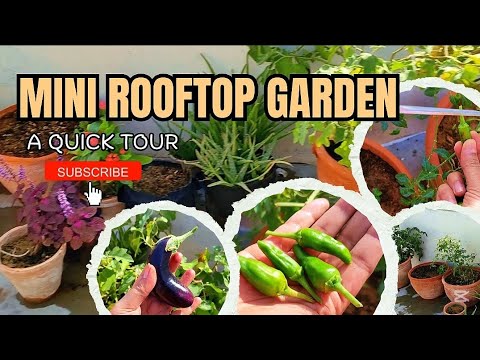 Mini Rooftop Gardening Ideas | A Quick Tour - YouTube