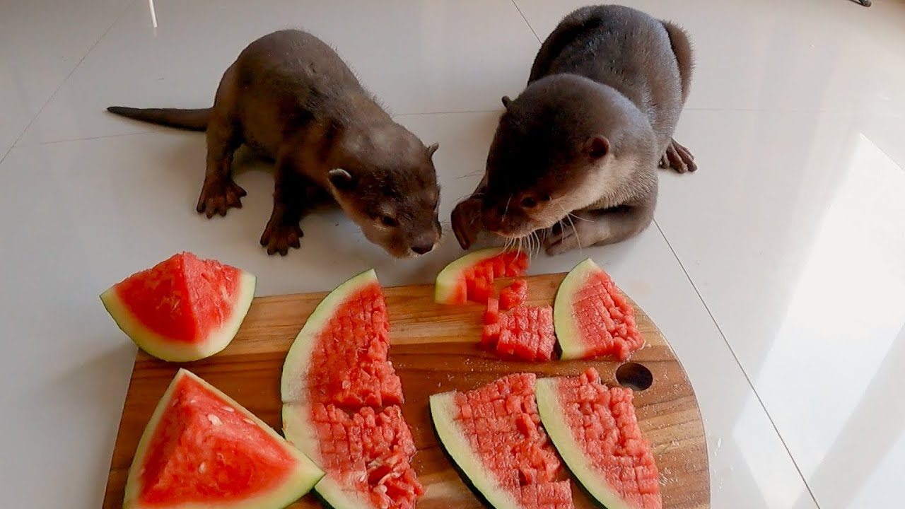 수달에게 1500원짜리 수박을 주었습니다｜Otters Eat $1 Watermelon - YouTube
