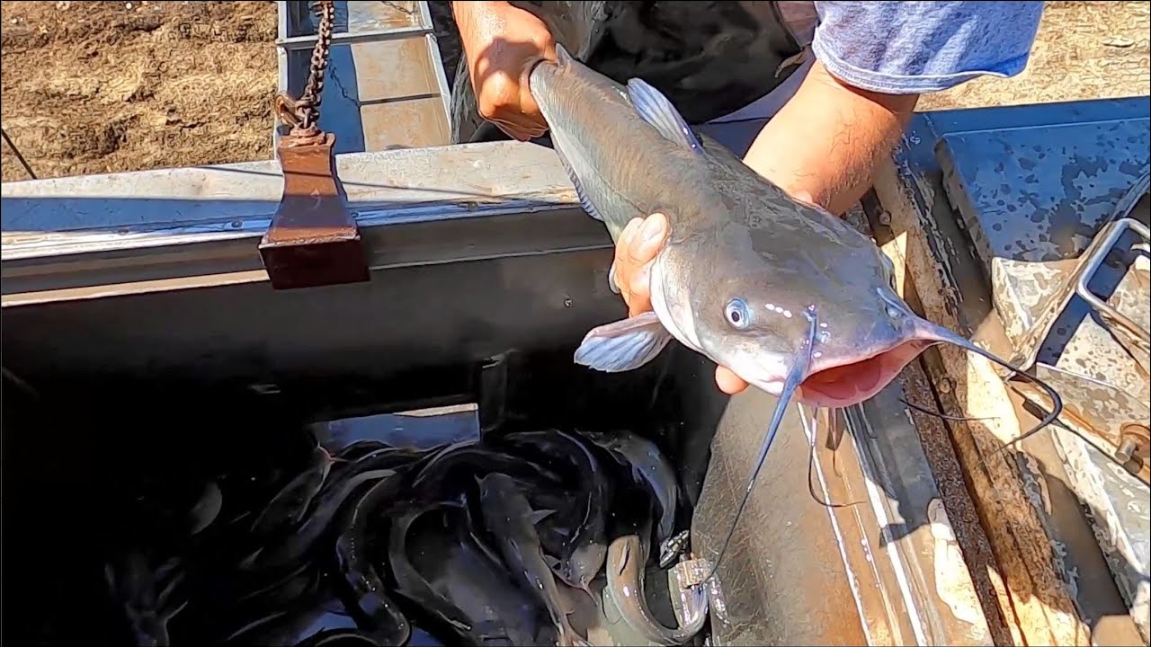 10/27/22 STOCKING IMPERIAL "SILVER" CHANNEL CATFISH AT SANTA ANA RIVER ...