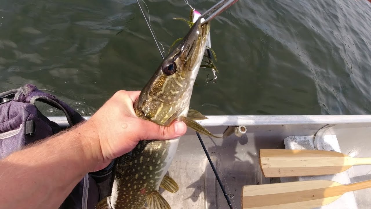 Fishing for Northern Pike in Minnesota! Epic Topwater Strike! - YouTube