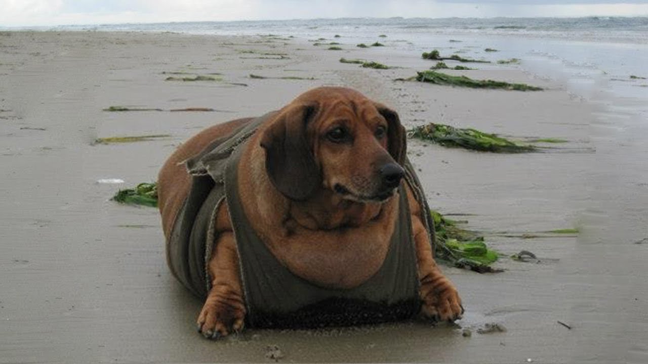 OBIE, Obese Dachshund Loses 50 Pounds & Amazing Transformation... - YouTube