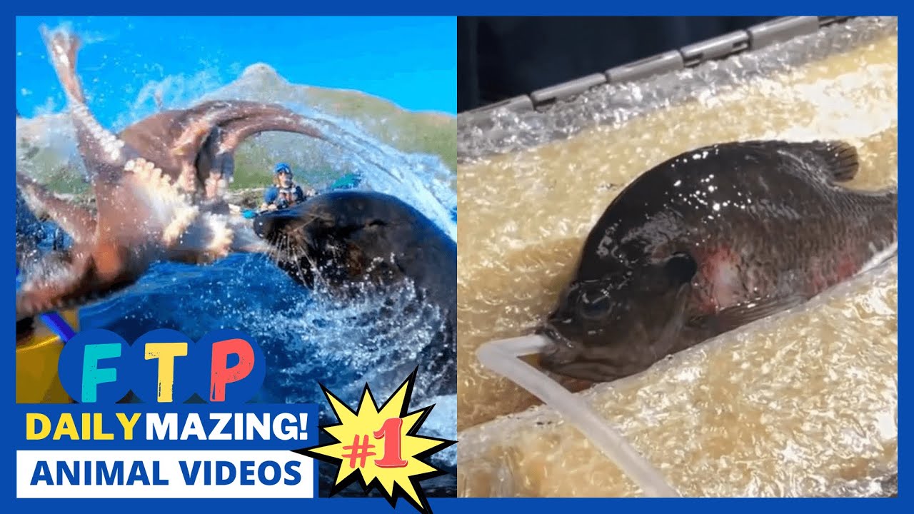 Sea Lion SINAMPAL ng Pogita ang Lalaki | Paano Bigyan ng Anesthesia ang ...