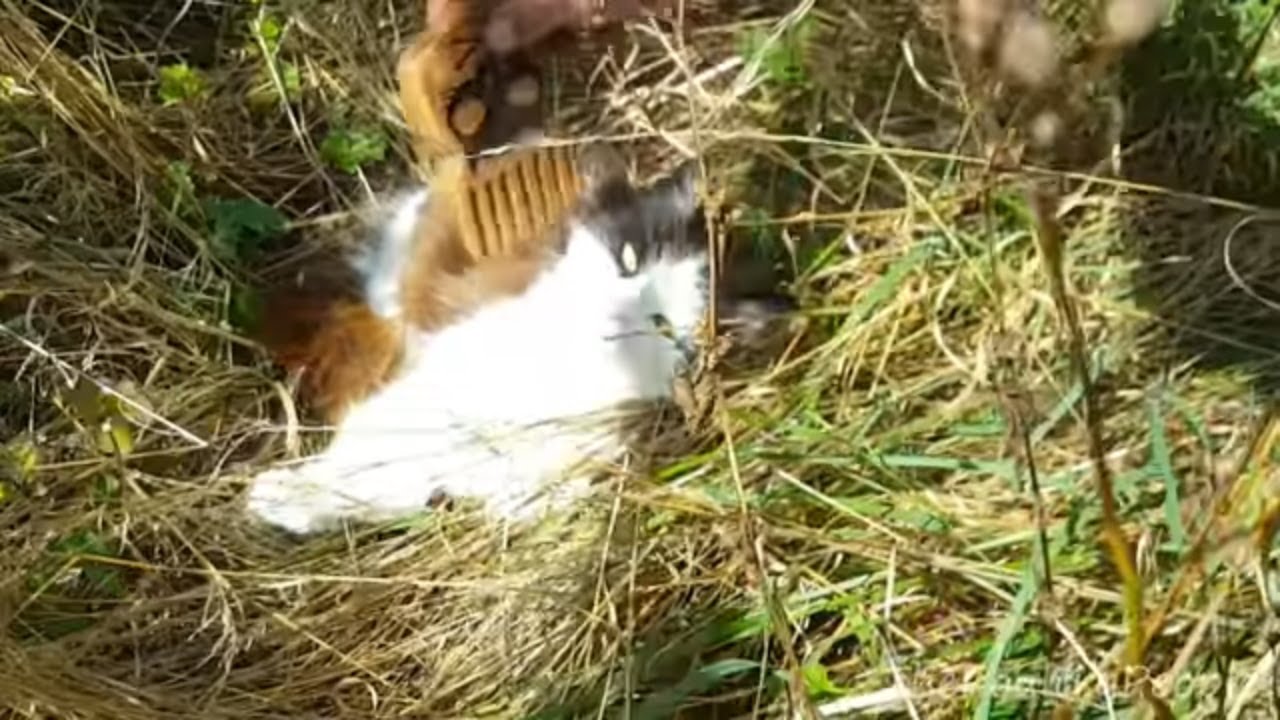 Make a Bongo Beard Comb Wood - BONUS Cat Combing action - YouTube