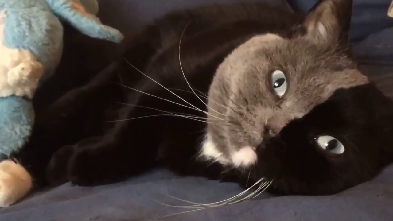 NARNIA DOUBLE FACE CAT - RESTING TIME - YouTube