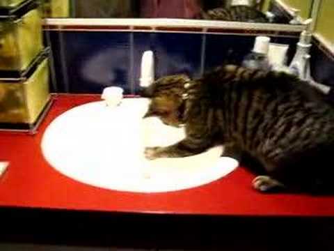 Bawel, my late cat