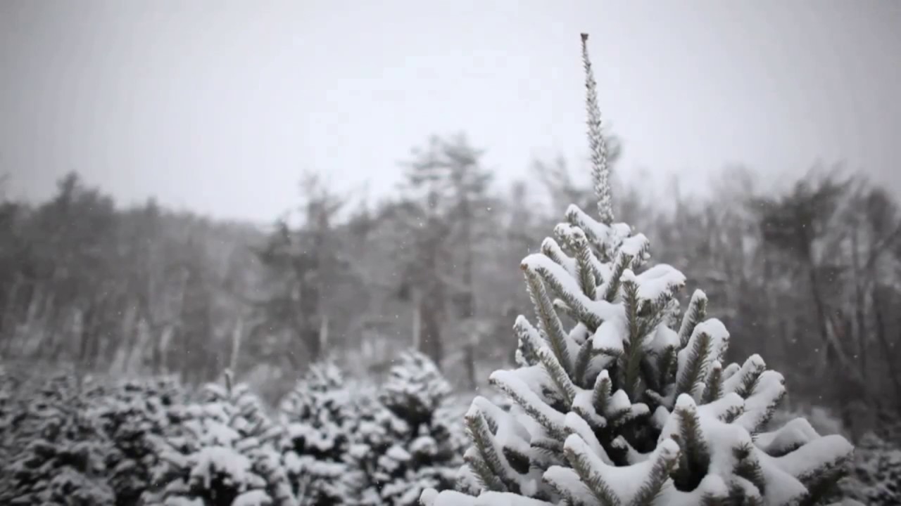 [10 Hours] Snow Falling on Christmas Trees #2 Video & Audio [1080HD ...