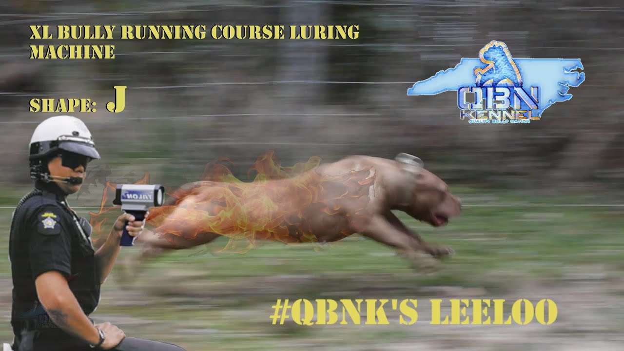 XL BULLY RUNNING COURSE LURING MACHINE - YouTube