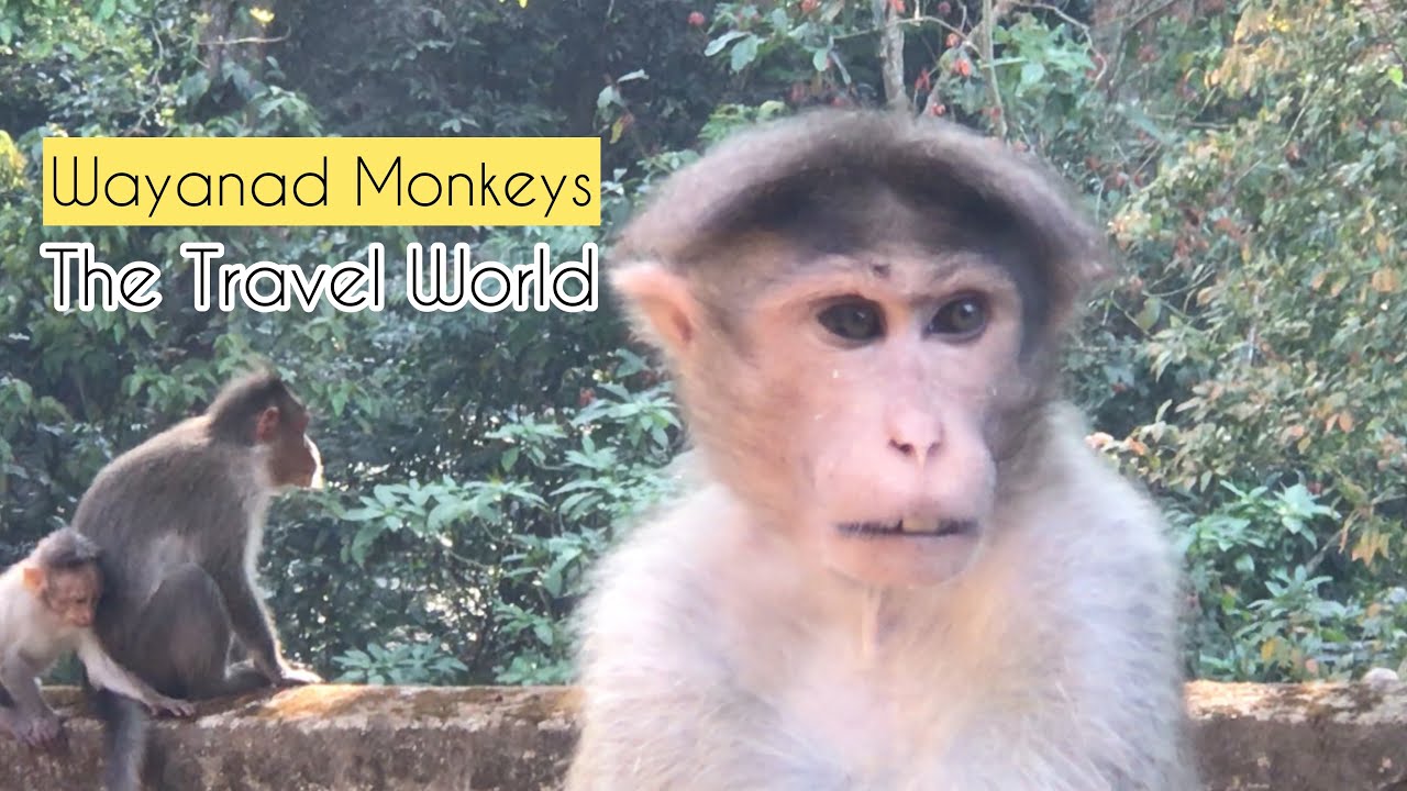 Wayanad Monkeys | Wayanad Churam | Natural Sounds | The Travel World ...