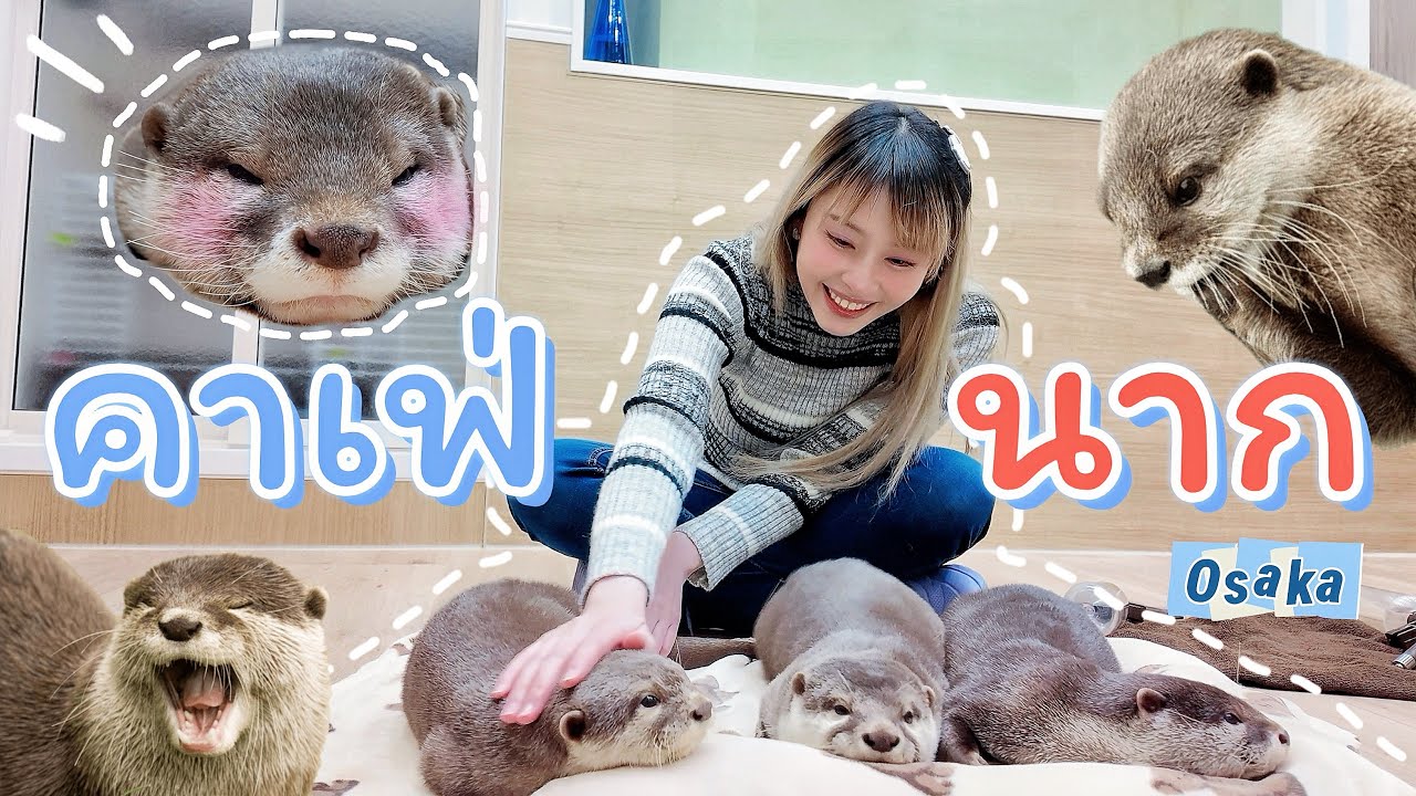 เที่ยวคาเฟ่นาก ขนนุ่ม ๆ ที่โอซาก้า Otter Cafe น่ารักสุด ๆ - YouTube