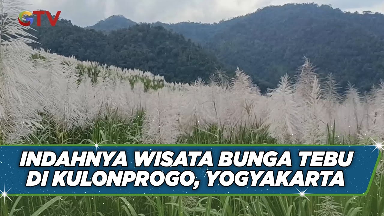 Indahnya Wisata Bunga Tebu di Kulonprogo, Yogyakarta - YouTube