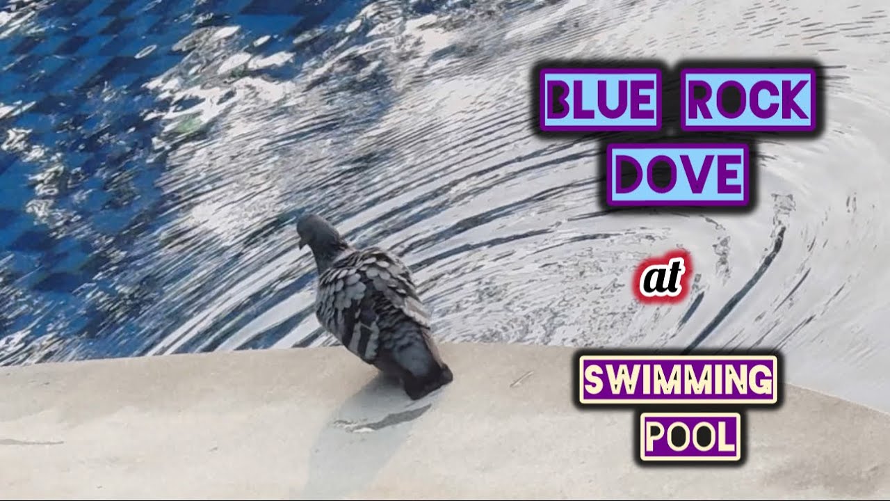 Blue Rock Dove at Swimming Pool #bluerockpigeon#bluerockdove# ...