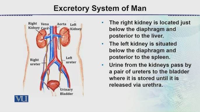 Excretory System And Urinary System With Their Functions Functions Of